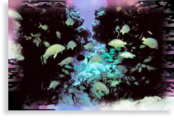 Index of /images/diving