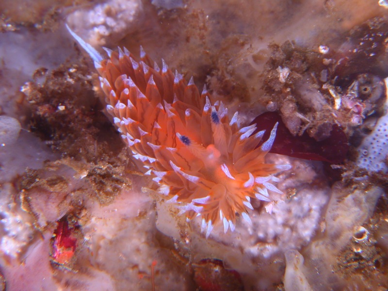 Index of /images/diving/undersea