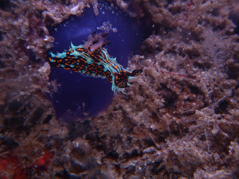 Index of /images/diving/undersea