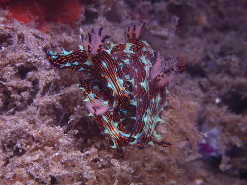 Index of /images/diving/undersea