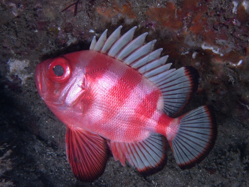 Index of /images/diving/undersea