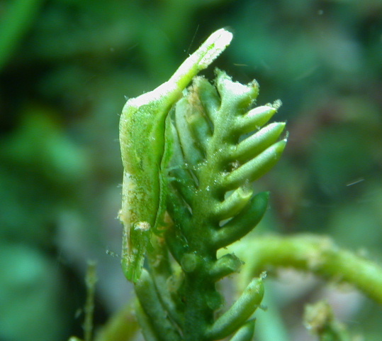 Index of /images/diving/undersea