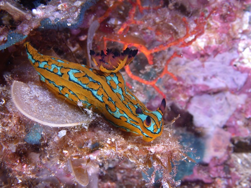 Index of /images/diving/undersea