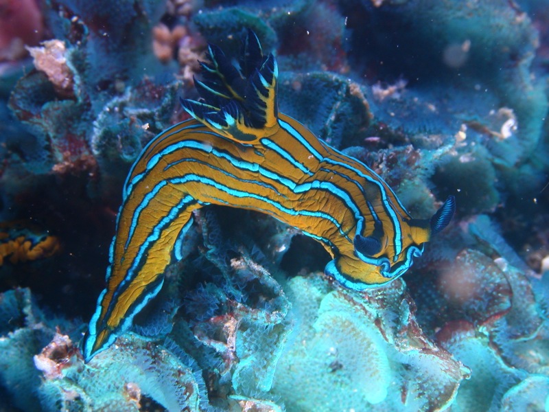 Index of /images/diving/undersea