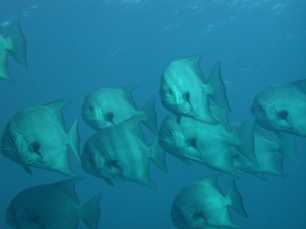 Index of /images/diving/undersea