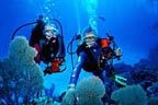 Index of /images/diving