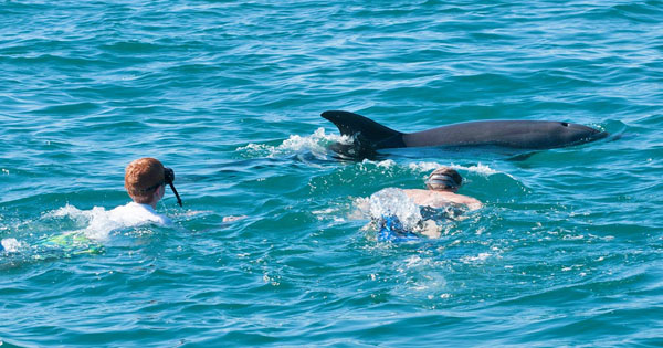 Snorkel and Swim with Wild Dolphins in Puerto Vallarta