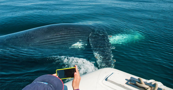 Dolphins & Whale Watching + Sea Turtles Tour Puerto Vallarta